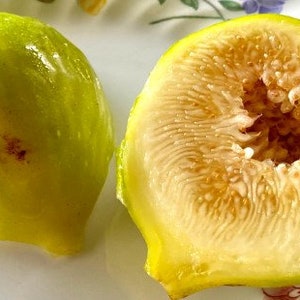Fig Tree Plant - LSU Gold Fig Tree - Ficus Carica Louisian Gold Fig ...