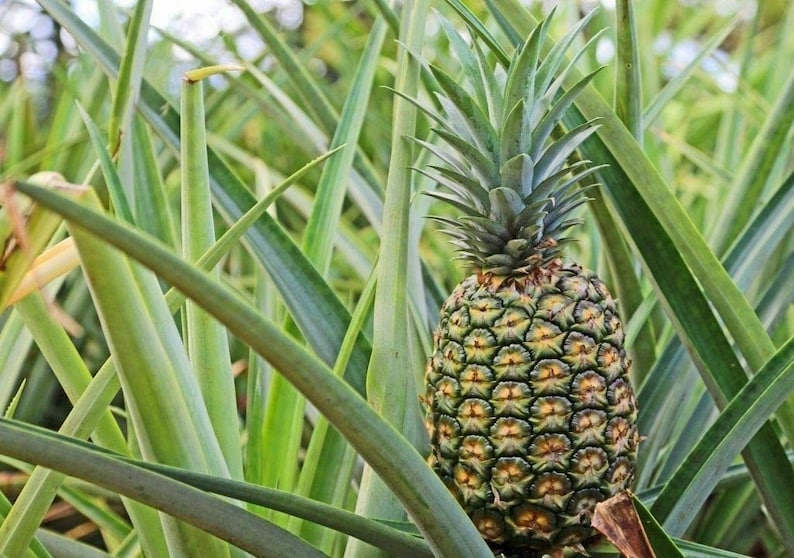 Pineapple Plant Elite Gold Pineapple Plant Fruit Trees - Etsy Polska