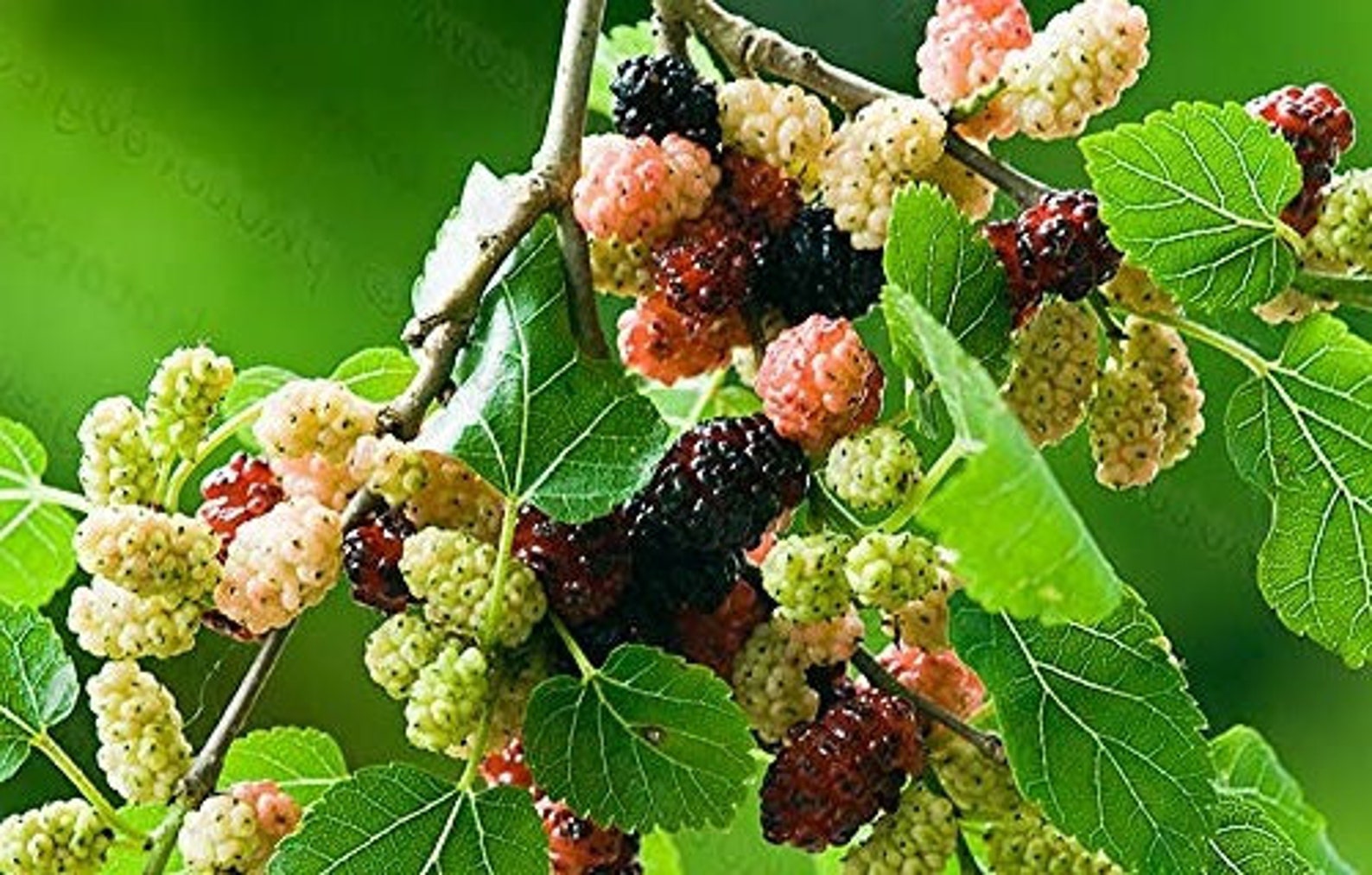 Red Mulberry Tree Live Plant - Starter Mulberry - Fruit Trees Live ...