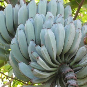 Blue Java Banana Tree: Ice Cream Banana Plant - Etsy