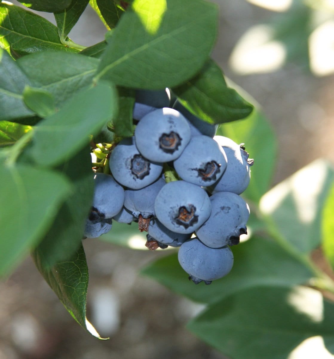 Rebel Blueberry Bush Southern Highbush Blue Berry Live Plant - Etsy