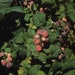 Glencoe Raspberry Plant: Purple Summer Fruiting - Spine-free Canes - Etsy