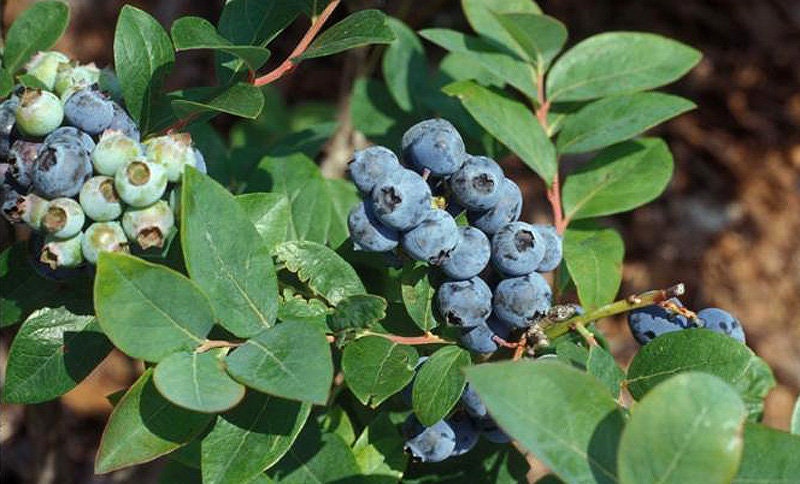 Jewel Blueberry Bush - Jewel Southern Highbush Blueberry - Live ...