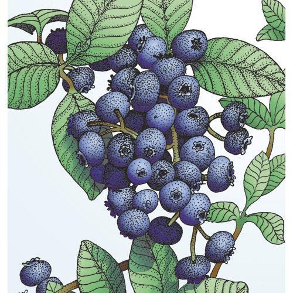 Blueberry Plant Live Emerald Blueberry Plants for Planting - Etsy