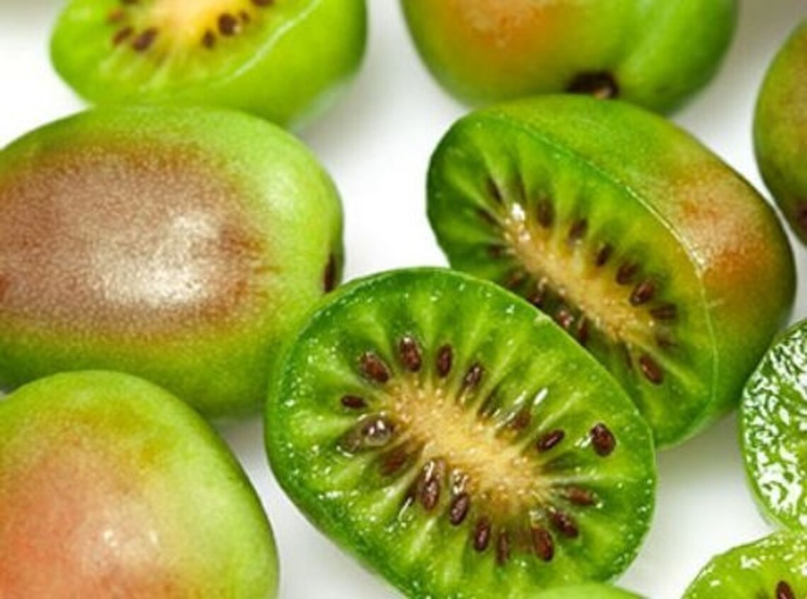 Prolific Kiwi Tree Hardy Kiwi Prolific Plant 4-6 Inches - Etsy