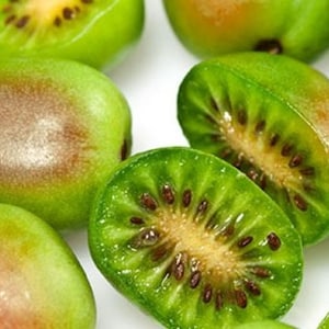 Prolific Kiwi Tree - Hardy Kiwi Prolific Plant - 4-6 Inches Starter ...