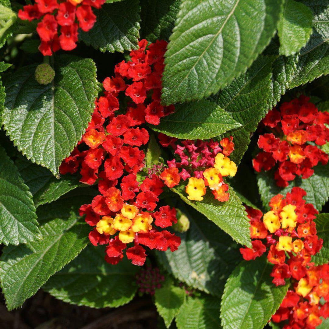 Lantana Plants Live - Salsa Red Pack of 3 Lantana Live Plants for ...