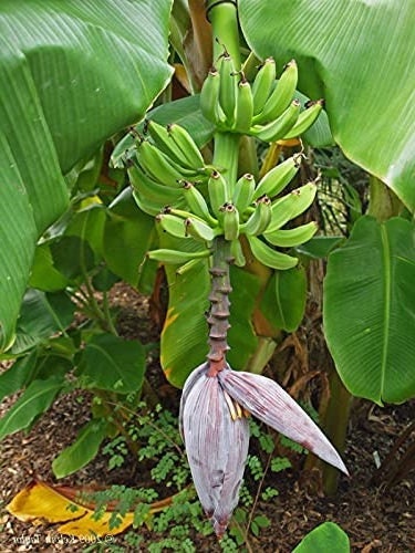 Dwarf Orinoco Banana Plant Dwarf Banana Tree Hardy Musa - Etsy