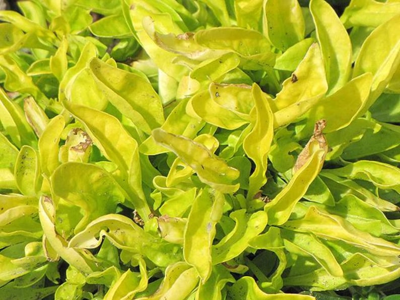 Alternanthera Chartreuse (joseph's Coat) - Pack of 2 - 5-9" Live Plants ...