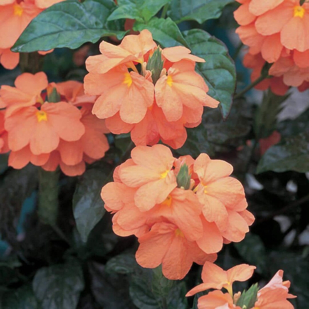 Crossandra Florida Sunset (firecracker Flower) - Pack of 2 (TWO) - 5-9 ...