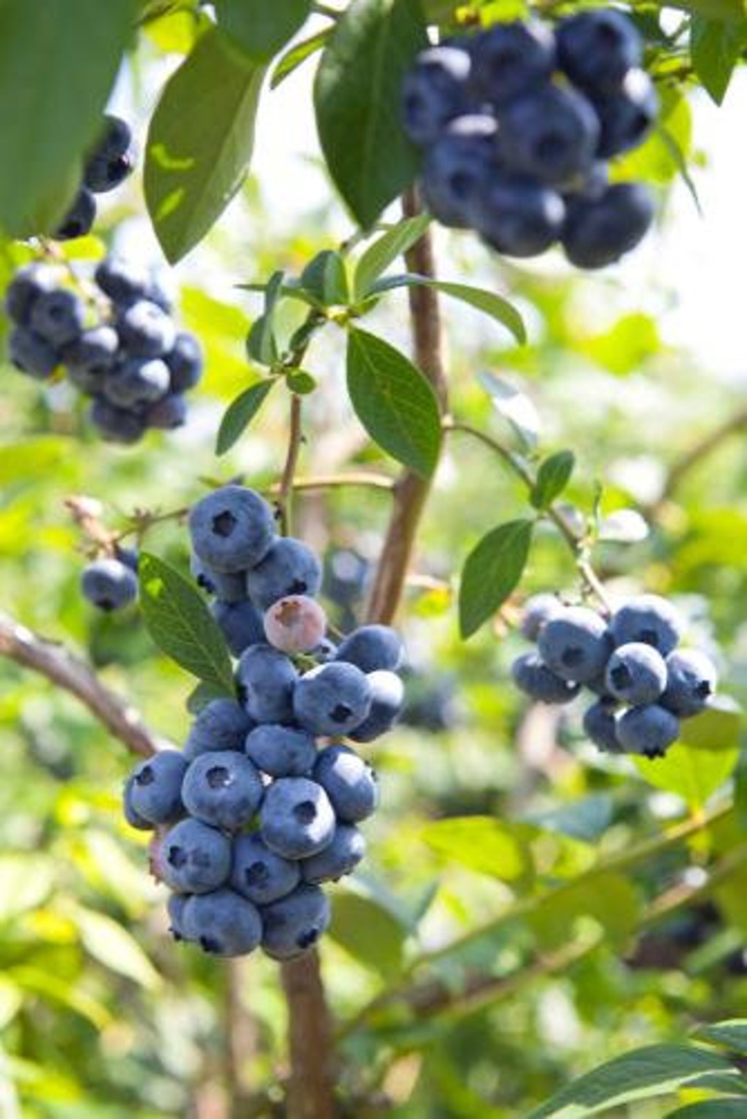 Misty Blueberry Plant - Attractive Live Blueberry Bush - Starter 4-6 ...