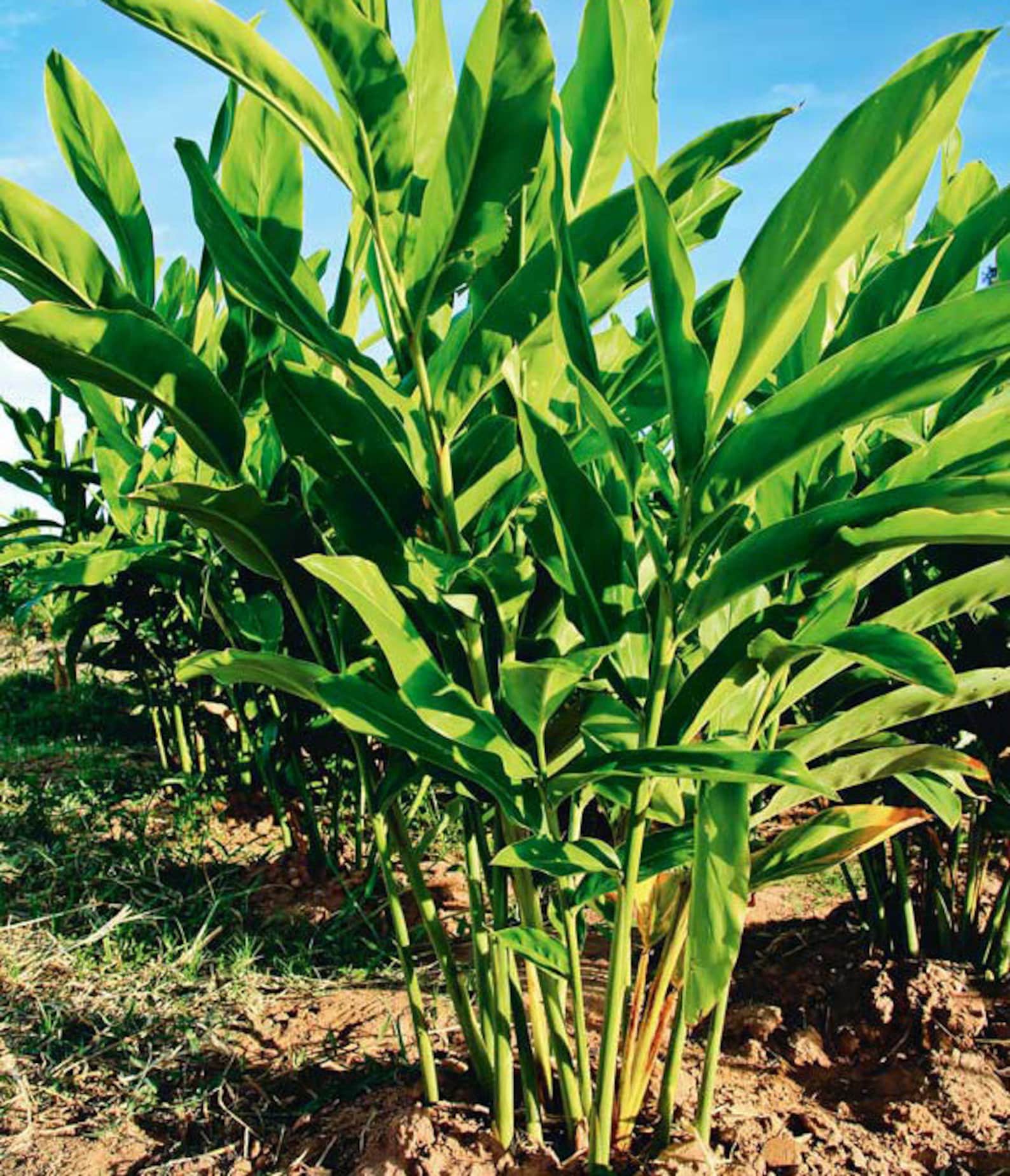 Thai Ginger Plant Alpinia Galanga Ginger Plants to Grow Live - Etsy Canada