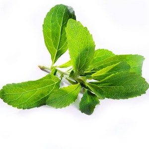 Stevia Live Plants - (pack of 3) Live Stevia Starter Plant - Planta Stevia - Stevia Plants Live ...