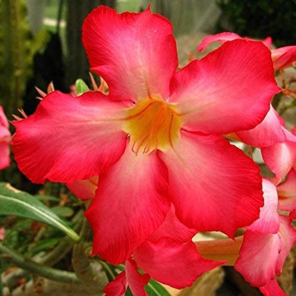 Red Desert Rose Flower Live Starter Rose Plant Starter - Etsy