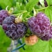 Glencoe Raspberry Plant: Purple Summer Fruiting - Spine-free Canes - Etsy