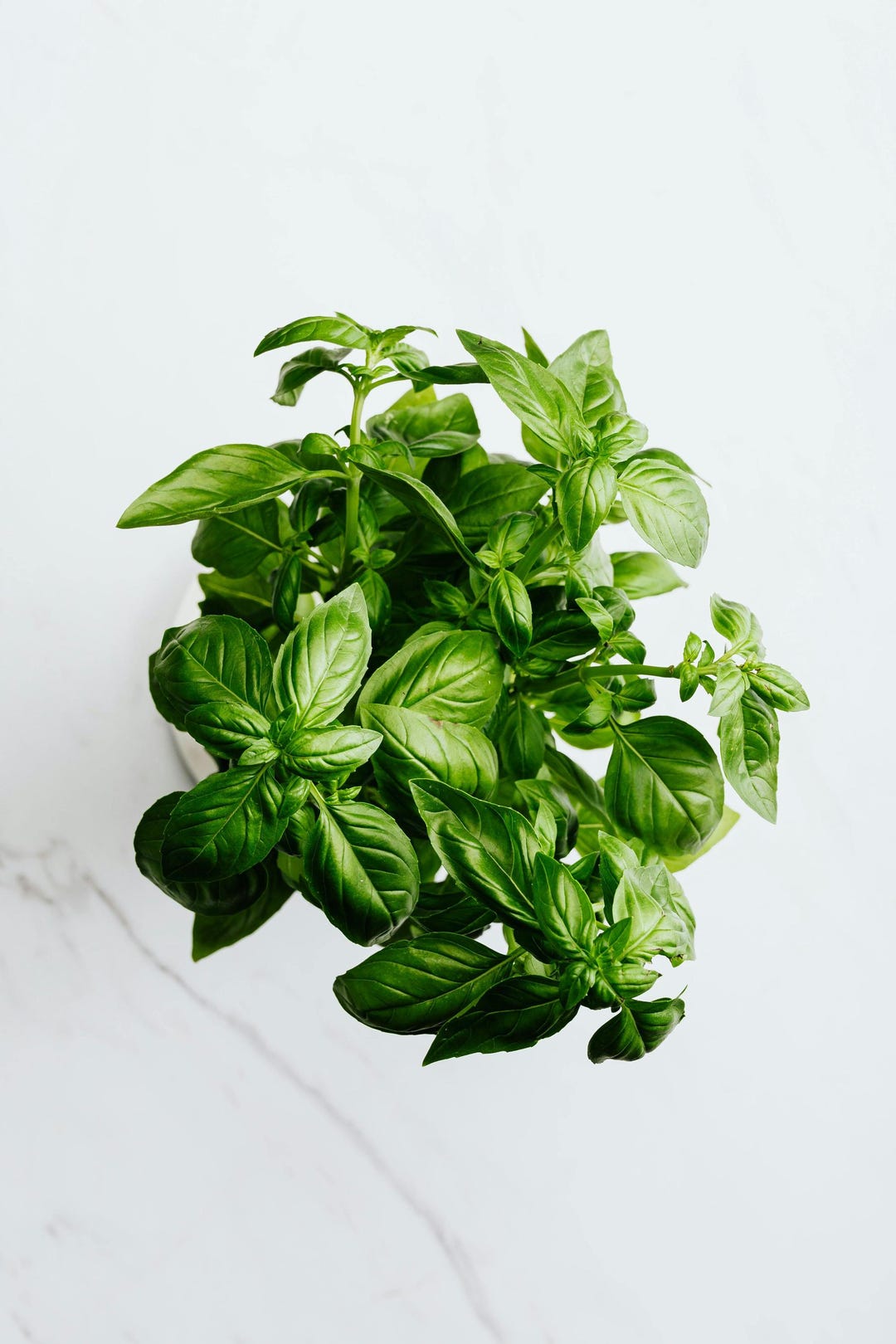 Live Greek Basil Plants (pack of 3) 5-8 Inches Tall – Aromatic and ...