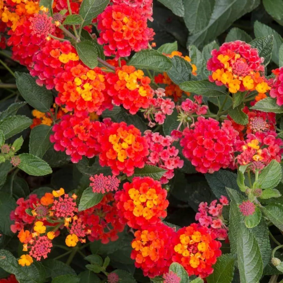 Lantana Plants Live - Salsa Red Pack of 3 Lantana Live Plants for ...