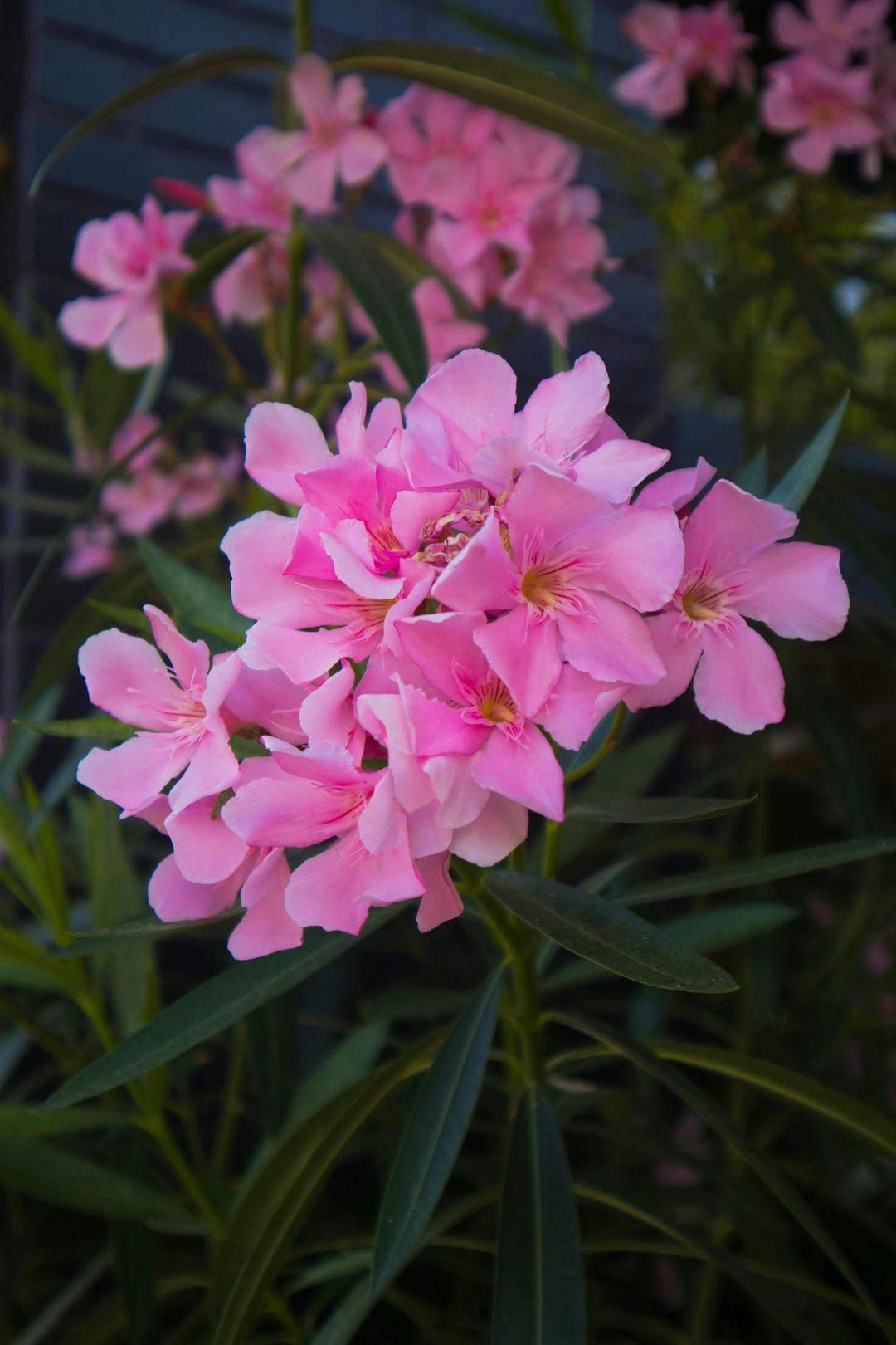 Pink Oleander Plants Pack of 3 - Live Nerium Oleander 6-8" Tall ...