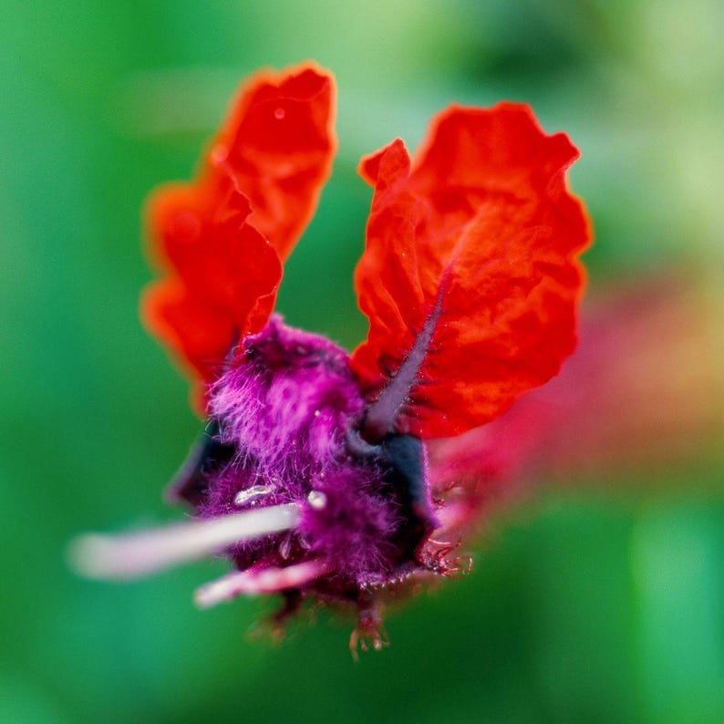 Bat-faced Cuphea (cuphea Llavea) - Pack of 2 (TWO) - 5-9" Live Plants ...