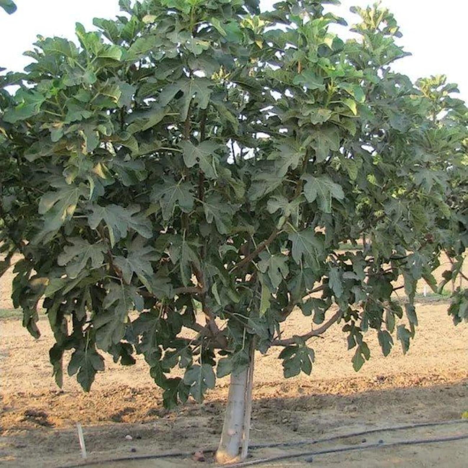 Violette De Bordeaux Live Fig Tree (5-9") - Negronne Ficus Carica ...