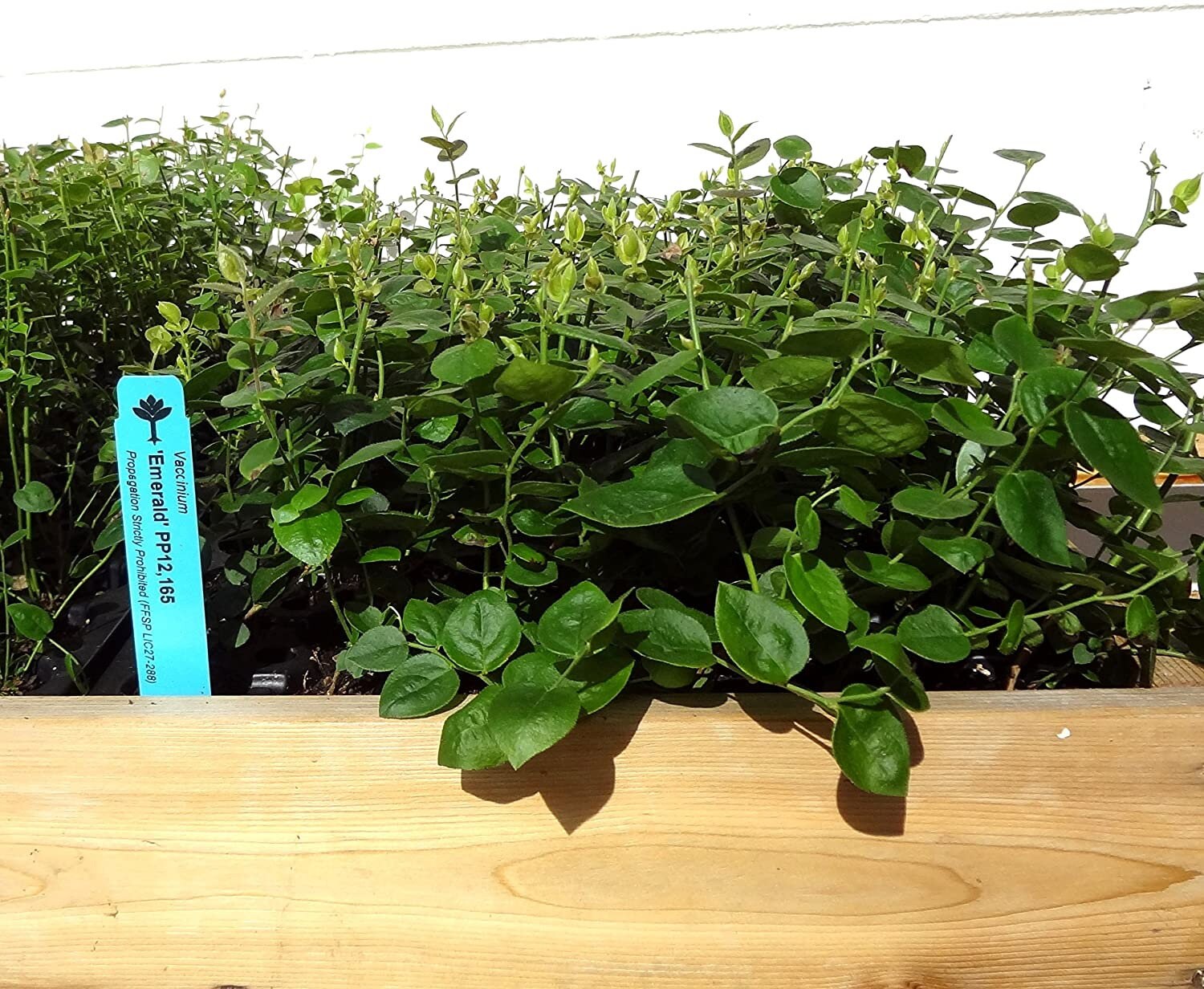 Blueberry Plant Live Emerald Blueberry Plants for Planting - Etsy