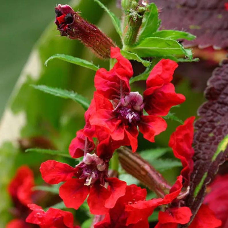 Bat-faced Cuphea (cuphea Llavea) - Pack of 2 (TWO) - 5-9" Live Plants ...