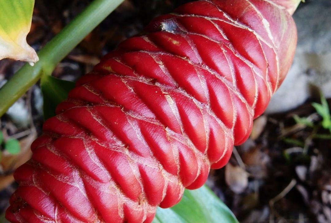 Shampoo Ginger Rhizomes: Exotic Pinecone Ginger - Pack of 4 – Zingiber ...