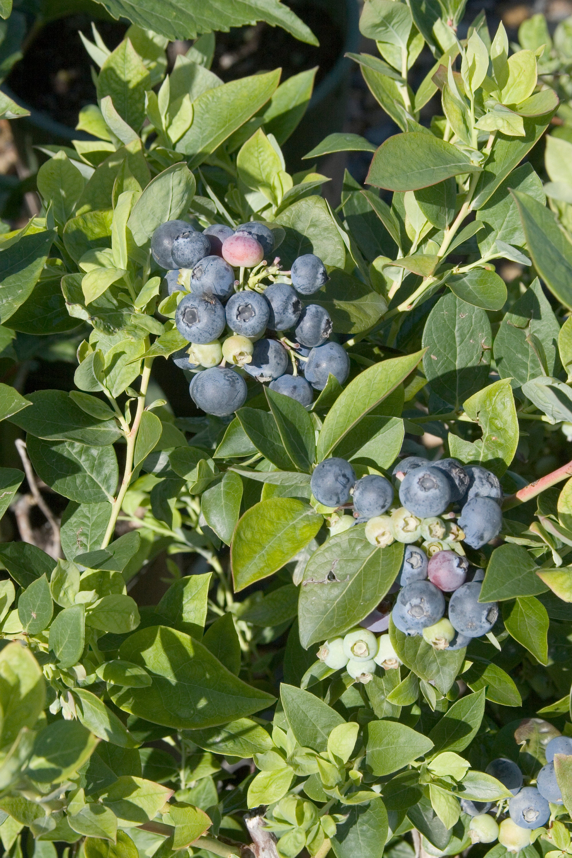Blueberry Plant Sharpblue Live Blueberry Plants 4-8 Inch - Etsy