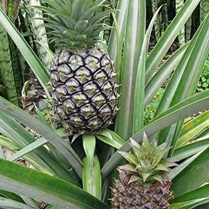 Pineapple Plant - Elite Gold Pineapple Plant - Fruit Trees Live Plants ...