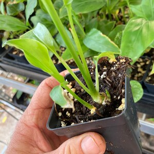 Thai Ginger Plant Alpinia Galanga Ginger Plants to Grow Live Starter ...