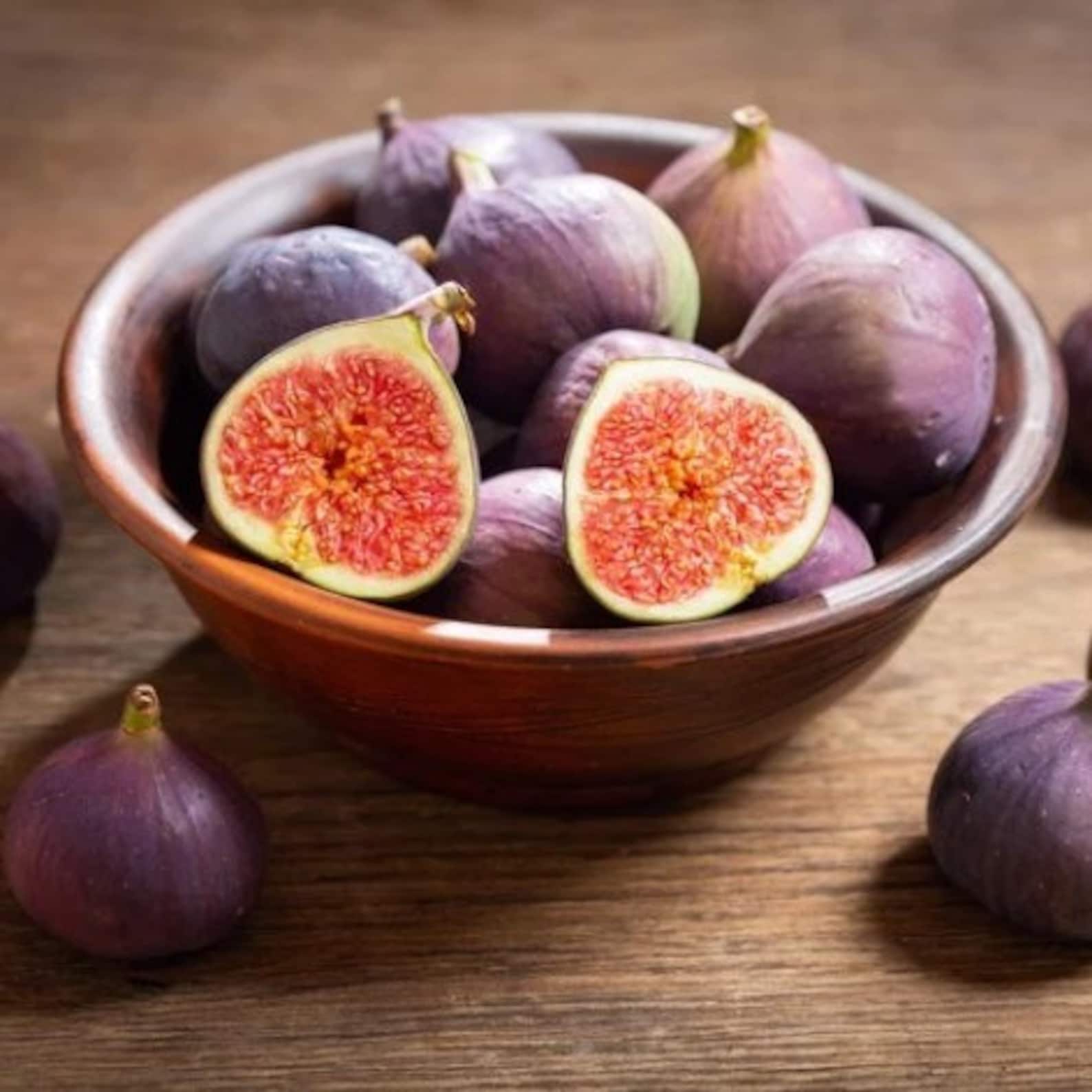 Fig Tree Plant LSU Purple Fig Tree Louisiana Purple Fig - Etsy