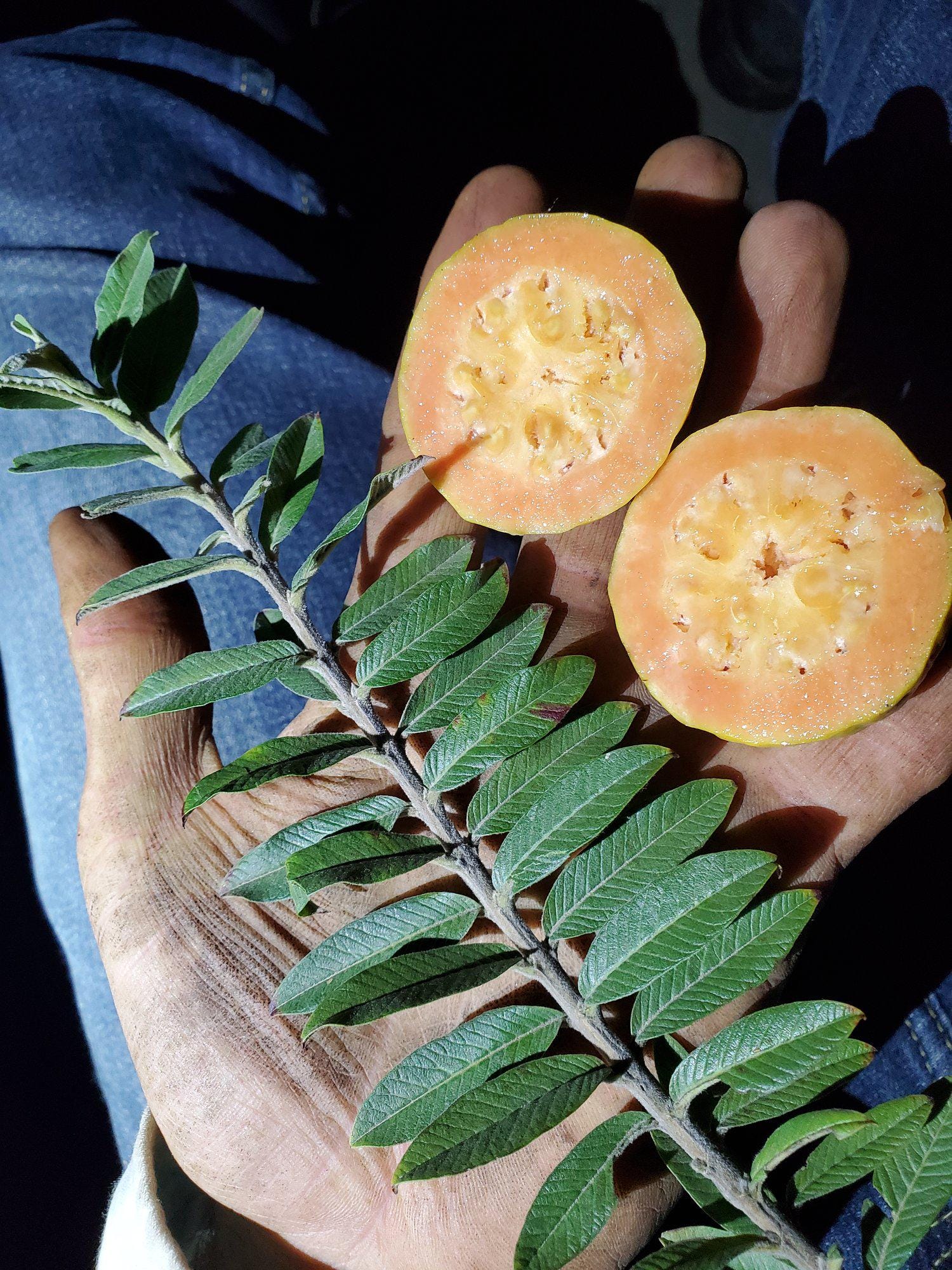 Dwarf Guava Guava Live Plant – 4–6” Tall Nano Leaf Guava – Rare Psidium ...