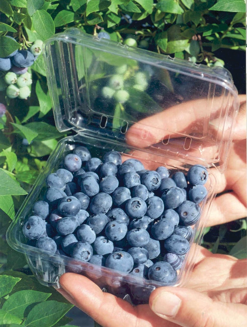 Blueberry Plant Biloxi Southern Highbush Blueberry Plants for Planting ...