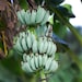 Blue Java Banana Tree Ice Cream Banana Plant Starter Fruit - Etsy