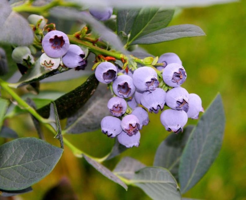 Misty Blueberry Plant - Attractive Live Blueberry Bush - Starter 4-6 ...