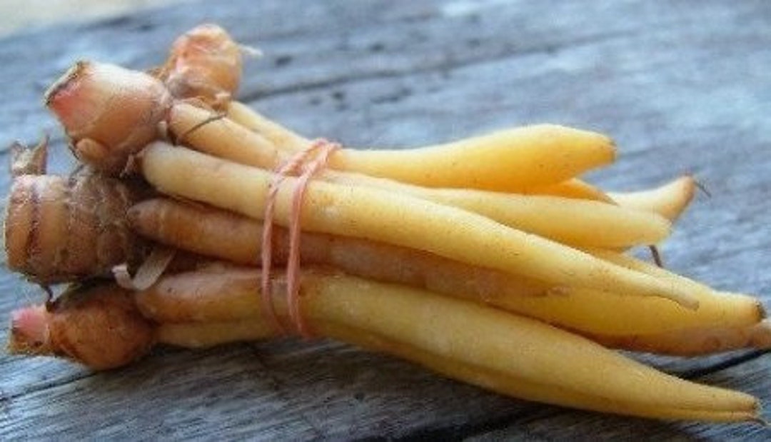 Finger Root Live Plant - Finger Root Starter Plant 4-6 Inches - Chinese ...