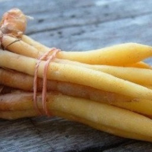 Ginger Plants - Etsy