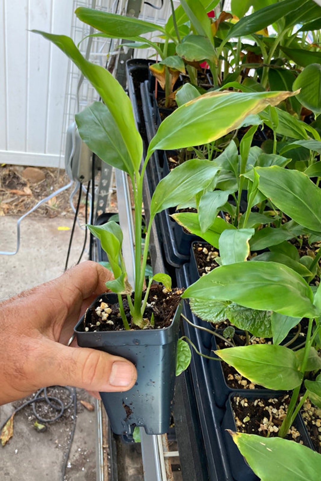Thai Ginger Plant Alpinia Galanga Ginger Plants to Grow Live Starter ...