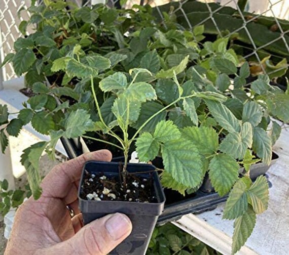 Boysenberry Live Plant Mix Between Raspberry Blackberry - Etsy