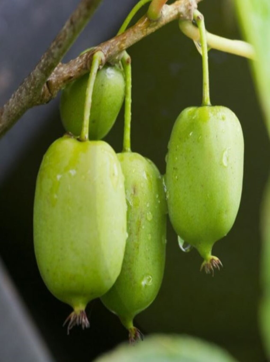 Prolific Kiwi Tree Hardy Kiwi Prolific Plant 4-6 Inches - Etsy