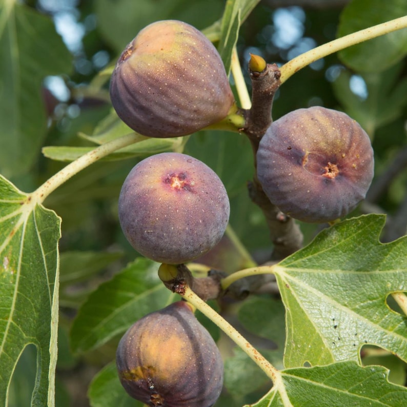 Live Olympian Fig Tree (5-9") - Award Winning Ficus Carica - Ultra Cold ...