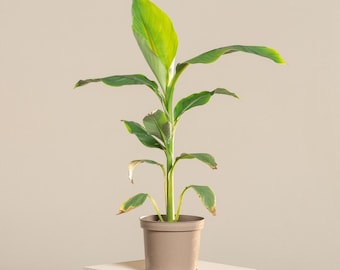 Musa Basjoo Hardy Banana Plant Liner - Etsy