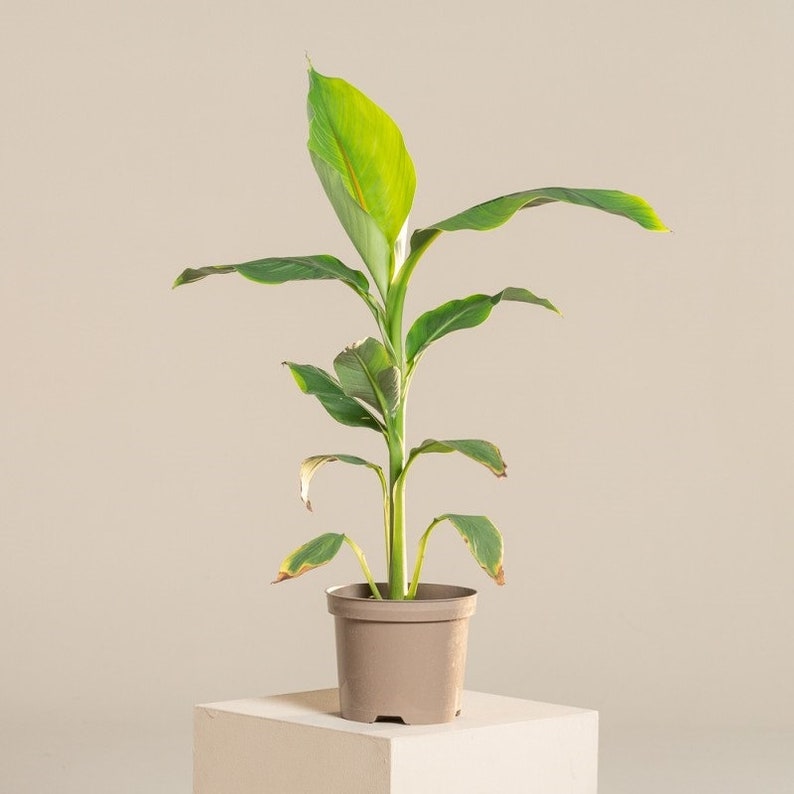 Musa Basjoo Banana Tree Cold Hardy Banana Plant Japanese - Etsy