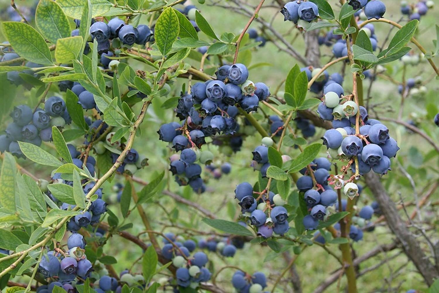 Misty Blueberry Plant - Attractive Live Blueberry Bush - Starter 4-6 ...