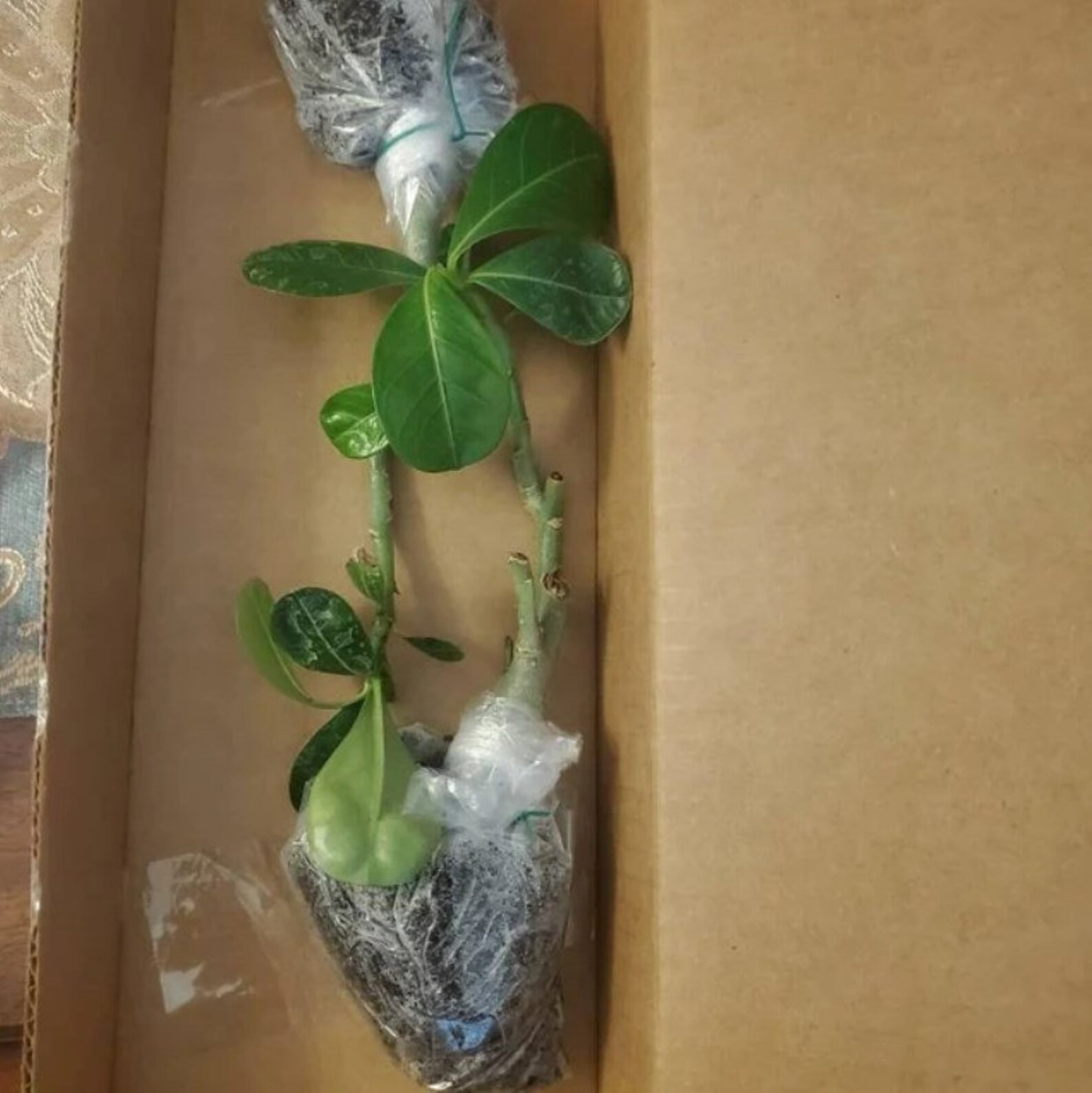 Red Desert Rose Flower - Live Starter Rose Plant - Starter Flower ...