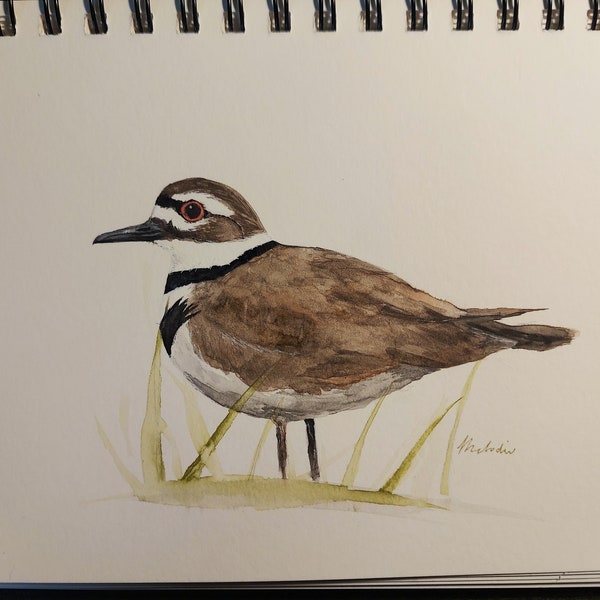 Watercolor Killdeer - Etsy