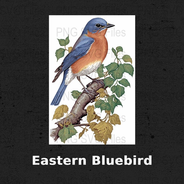 Eastern Bluebird Svg - Etsy