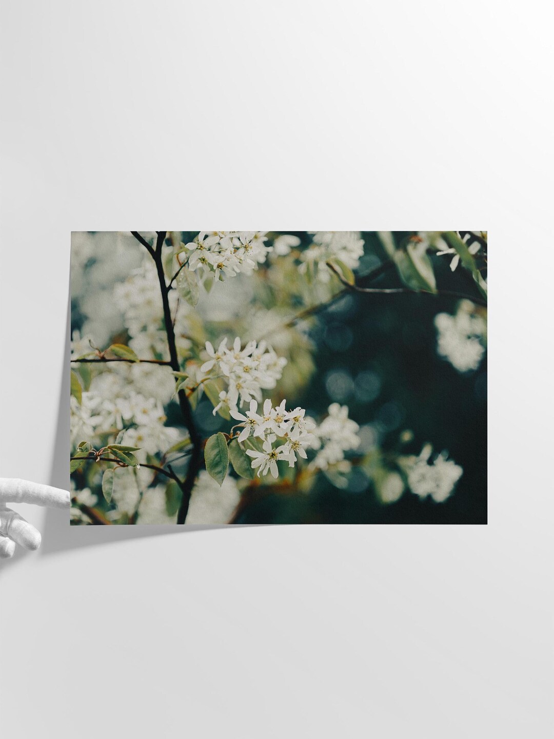 Serviceberry Blossoms Photography Print: Botanical Wall Art (unframed ...