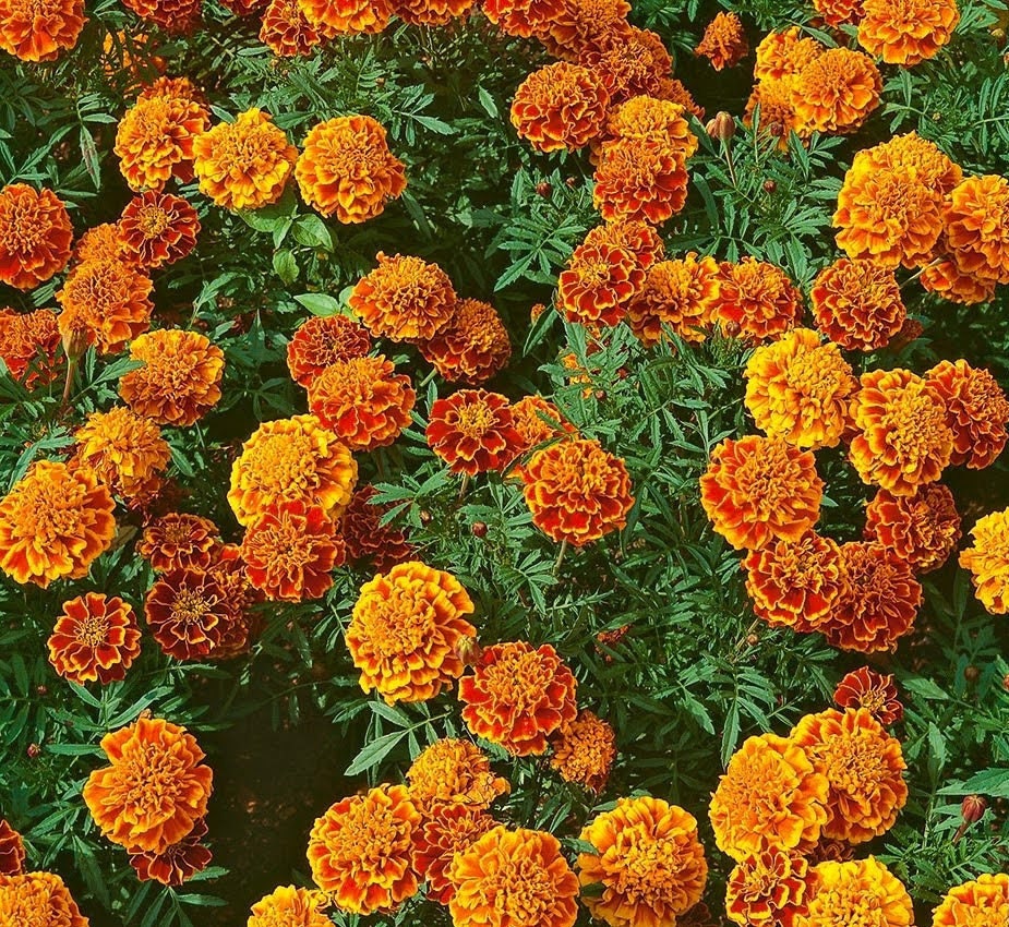 Floral & Garden Crafts Marigold seeds Fiesta Pom-Pom Home & Hobby etna ...