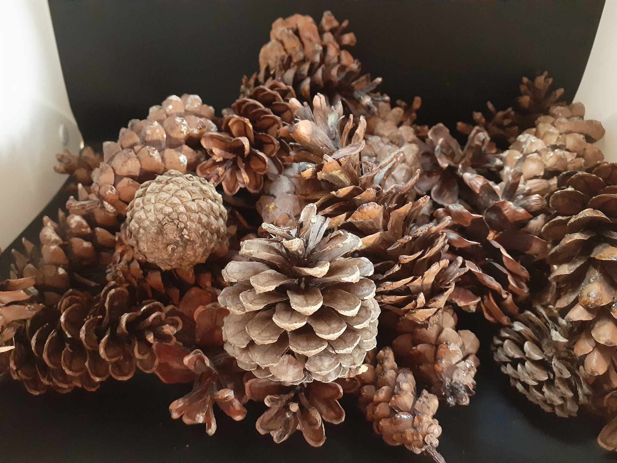 Pinecones for Crafts and Decorations - Etsy